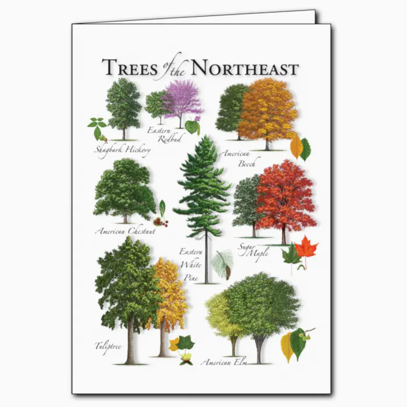 trees of the northeast card - ES2 - Common Deer